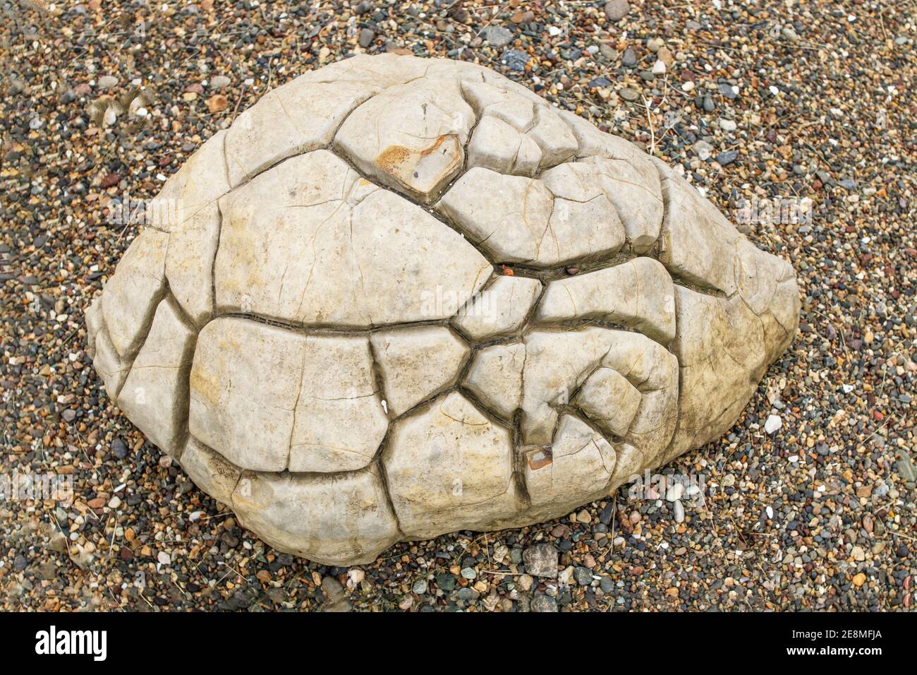 Concretion with a tortoiseshell structure is one of the ancient fossils ...