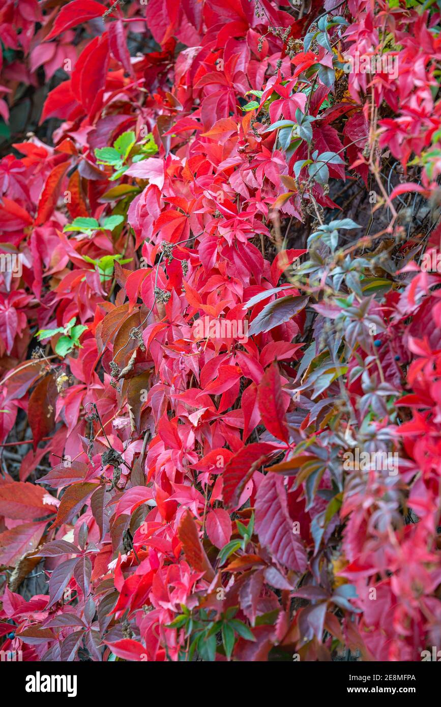 Beautiful red vine like epiphyte leaves and lianas in the city park in ...
