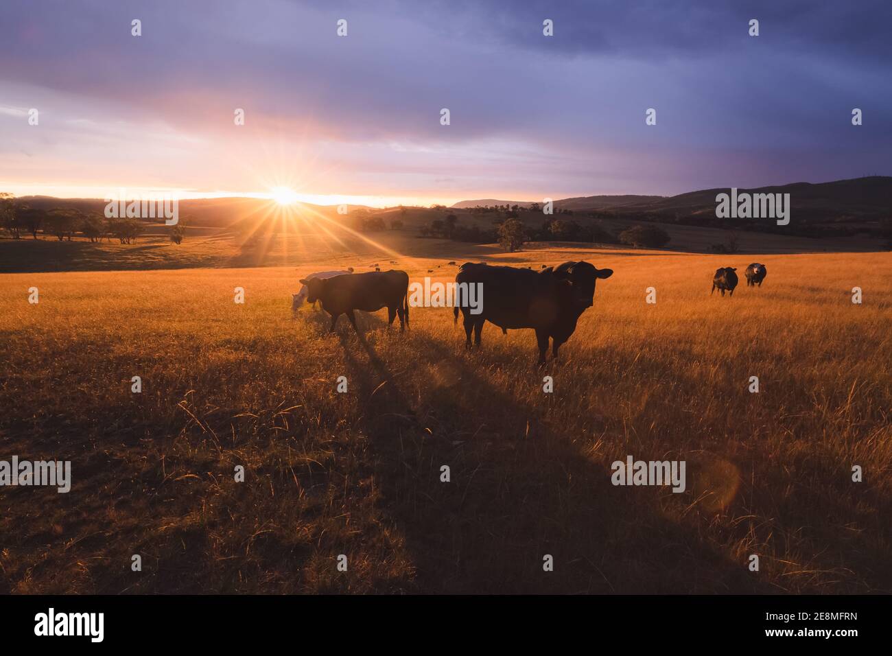 Australian lowline cow hi-res stock photography and images - Alamy