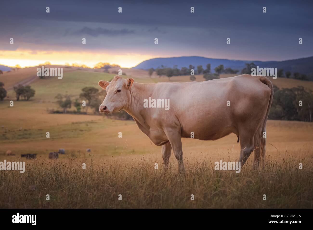 Australian landscape farm sunset hi-res stock photography and images ...