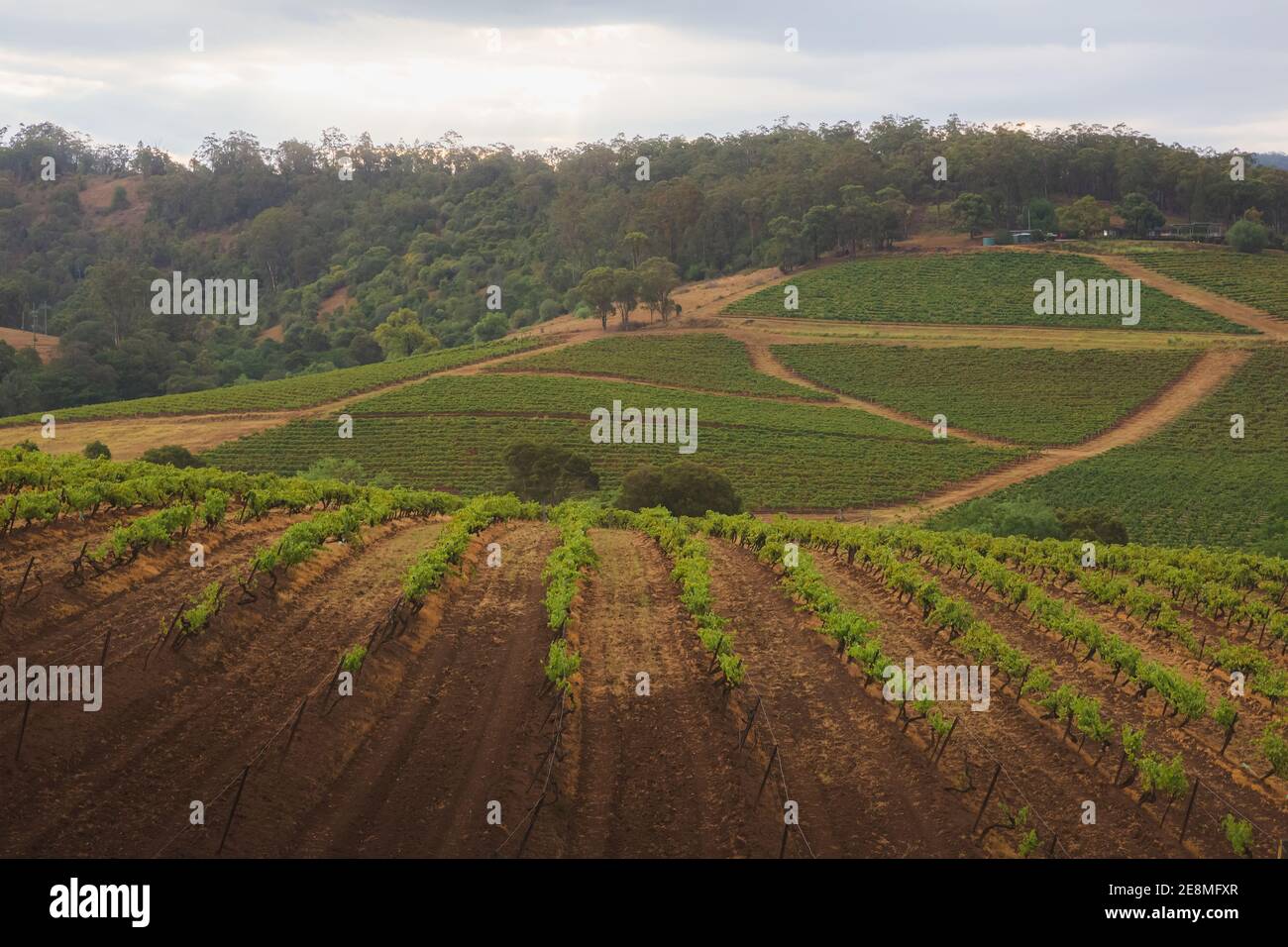 Countryside rural landscape of vineyards in the Hunter Valley wine ...
