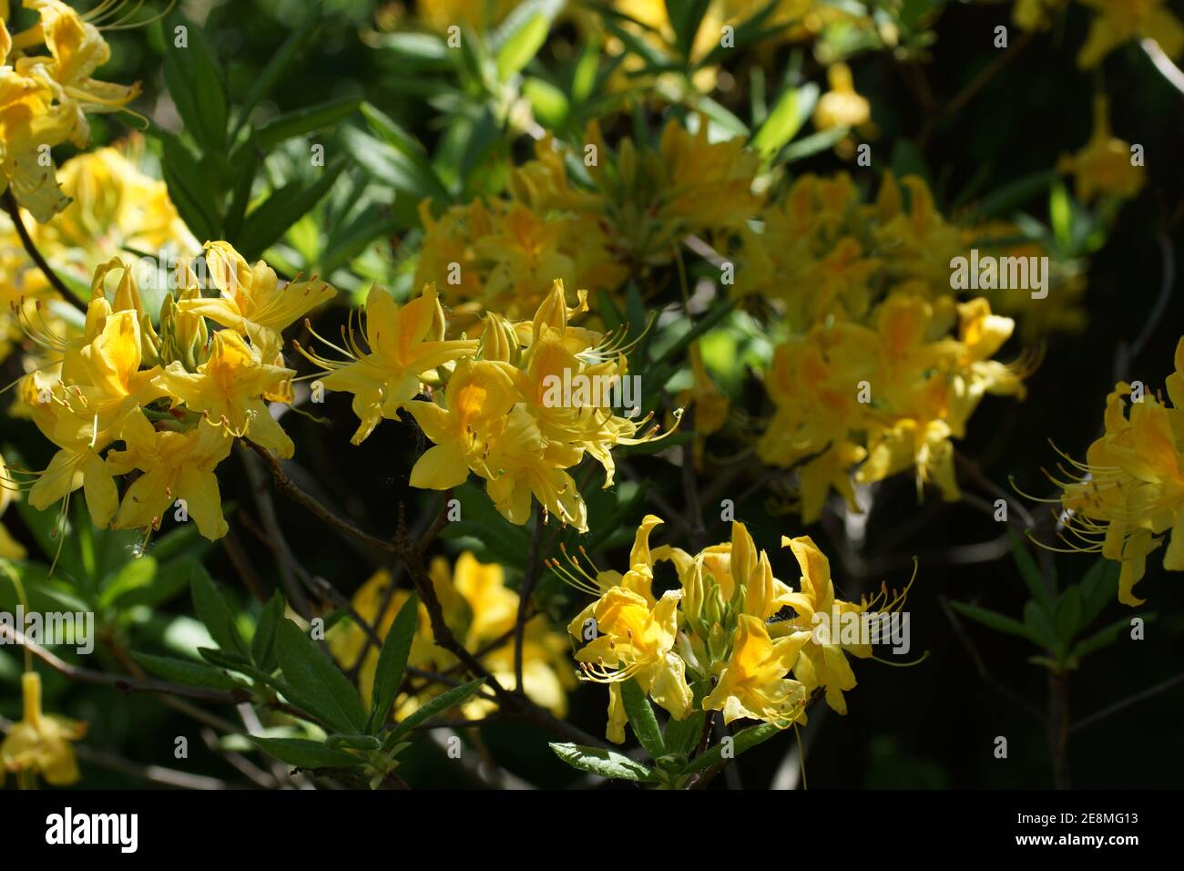Japanese azalea with yellow flowers in the garden, outdoors Stock Photo ...