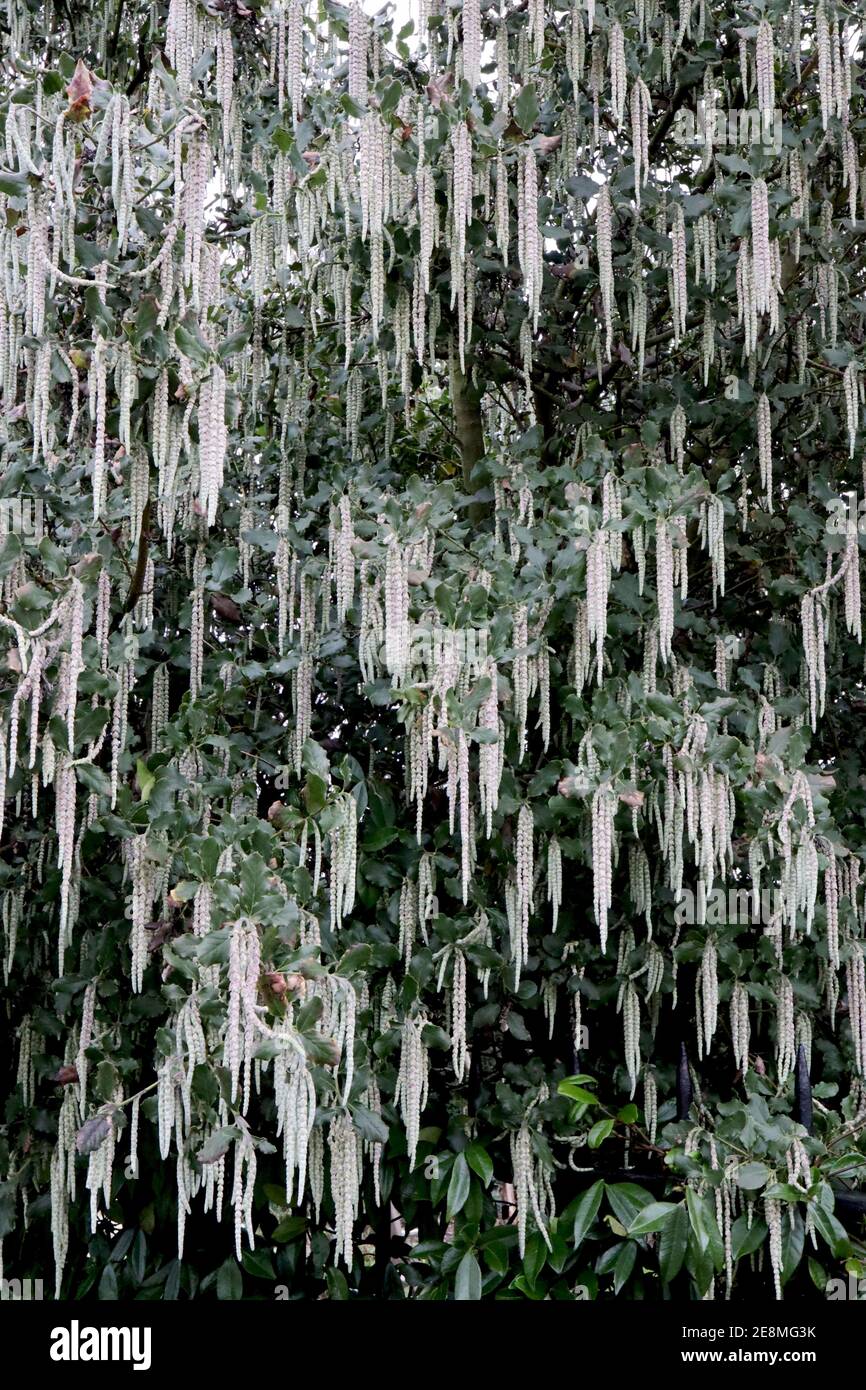 Garrya elliptica ‘James Roof’ Silk tassel James Roof – long ...