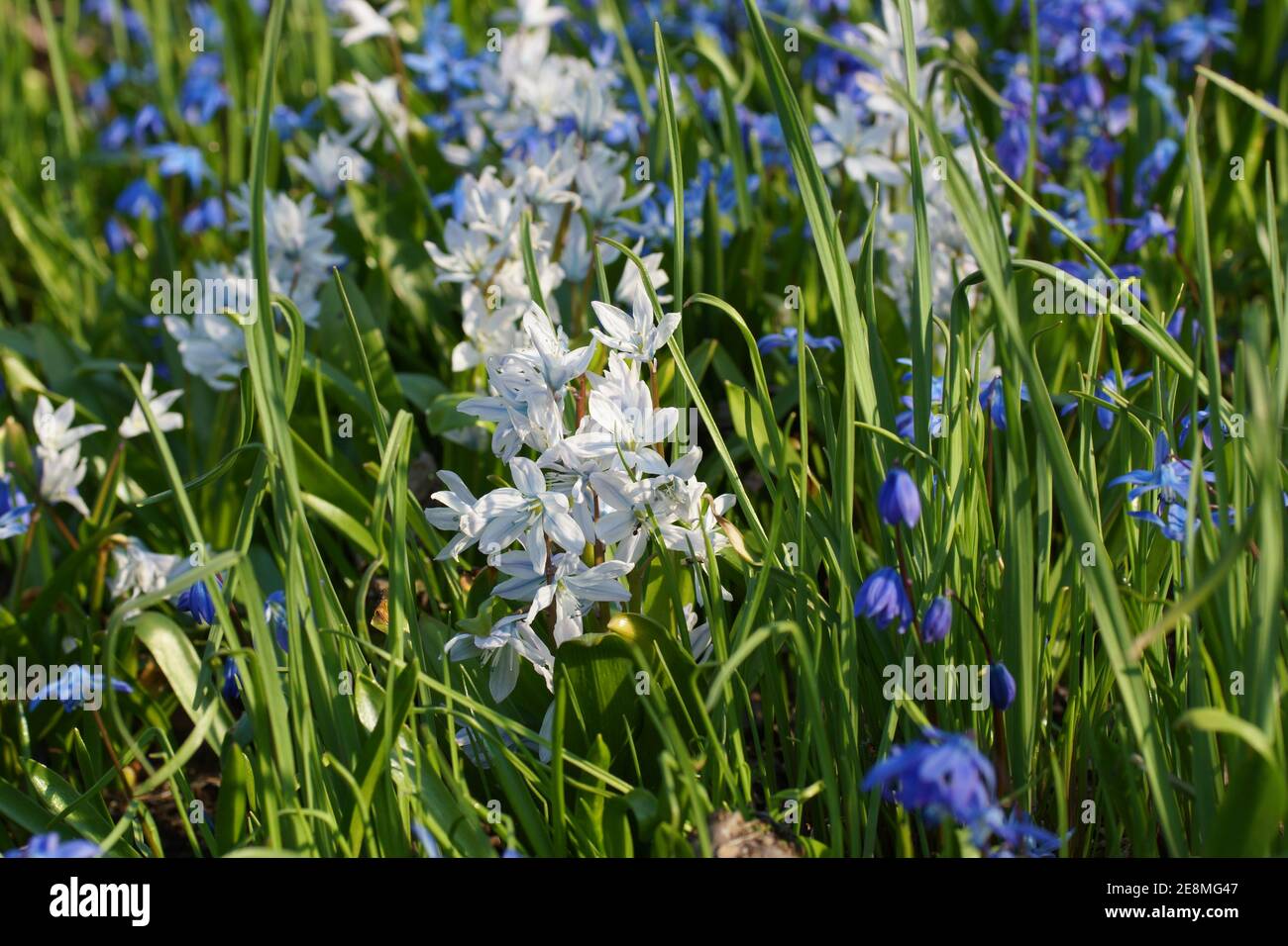 White squill scilla hi-res stock photography and images - Alamy