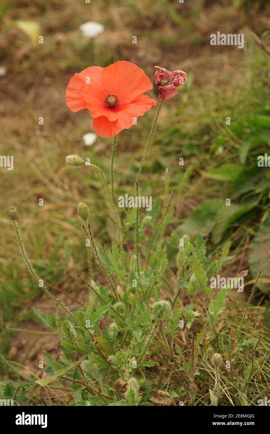 Flandres poppy hi-res stock photography and images - Alamy