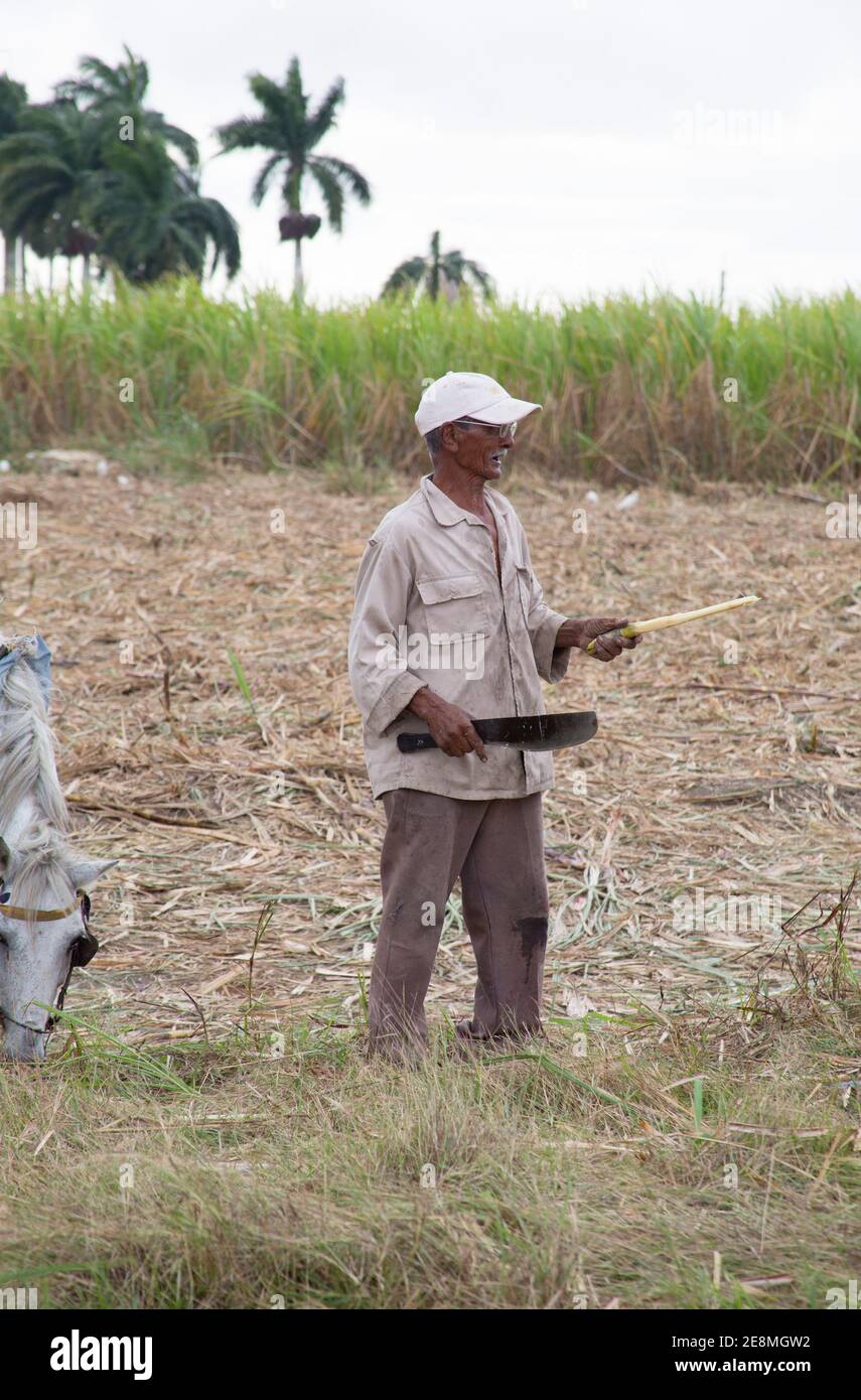 Farm worker holding machete and cut Sugar cane, Cuba Stock Photo - Alamy