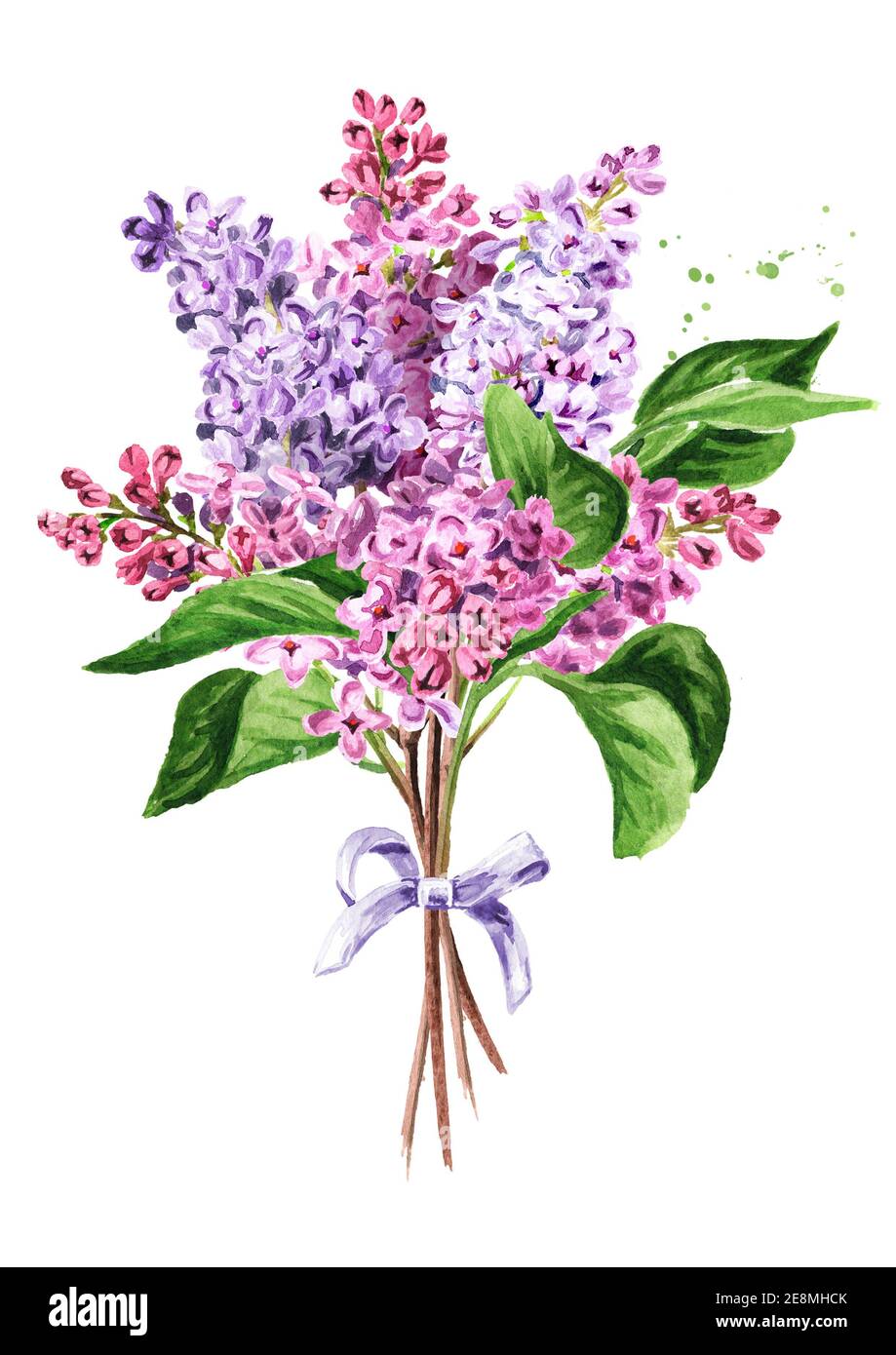 Bouquet of lilac flowers. Hand drawn watercolor illustration isolated ...