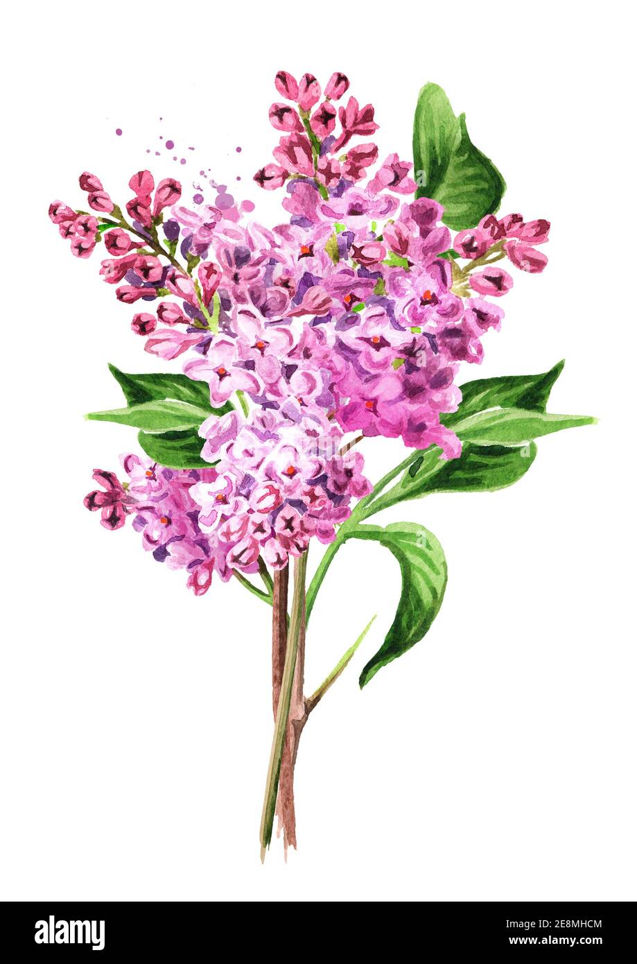 Lilac Hand Drawing
