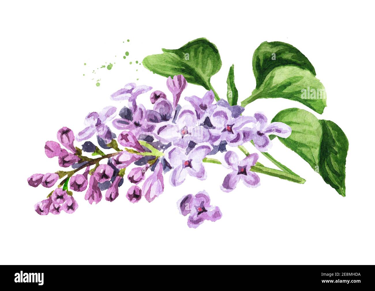 Lilac Hand Drawing