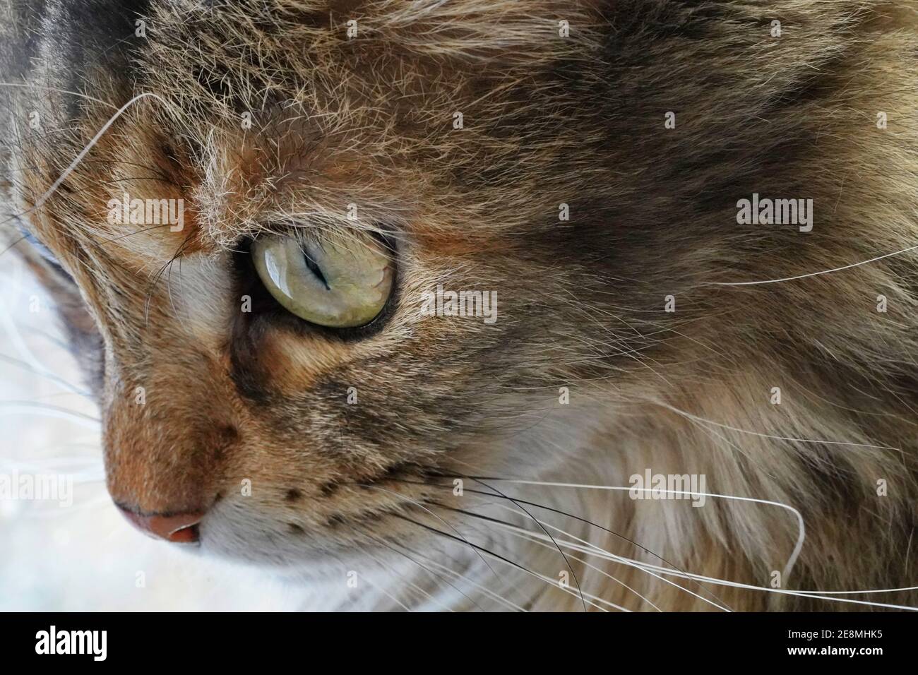 Cats eye close up hi-res stock photography and images - Alamy