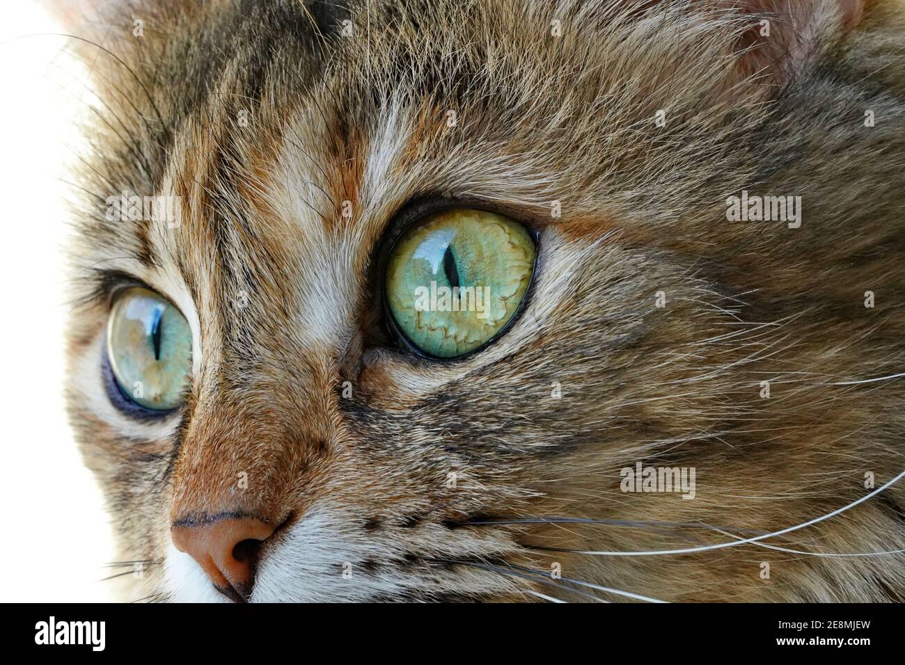 Domestic cat face with big eyes close-up, macro shot Stock Photo - Alamy