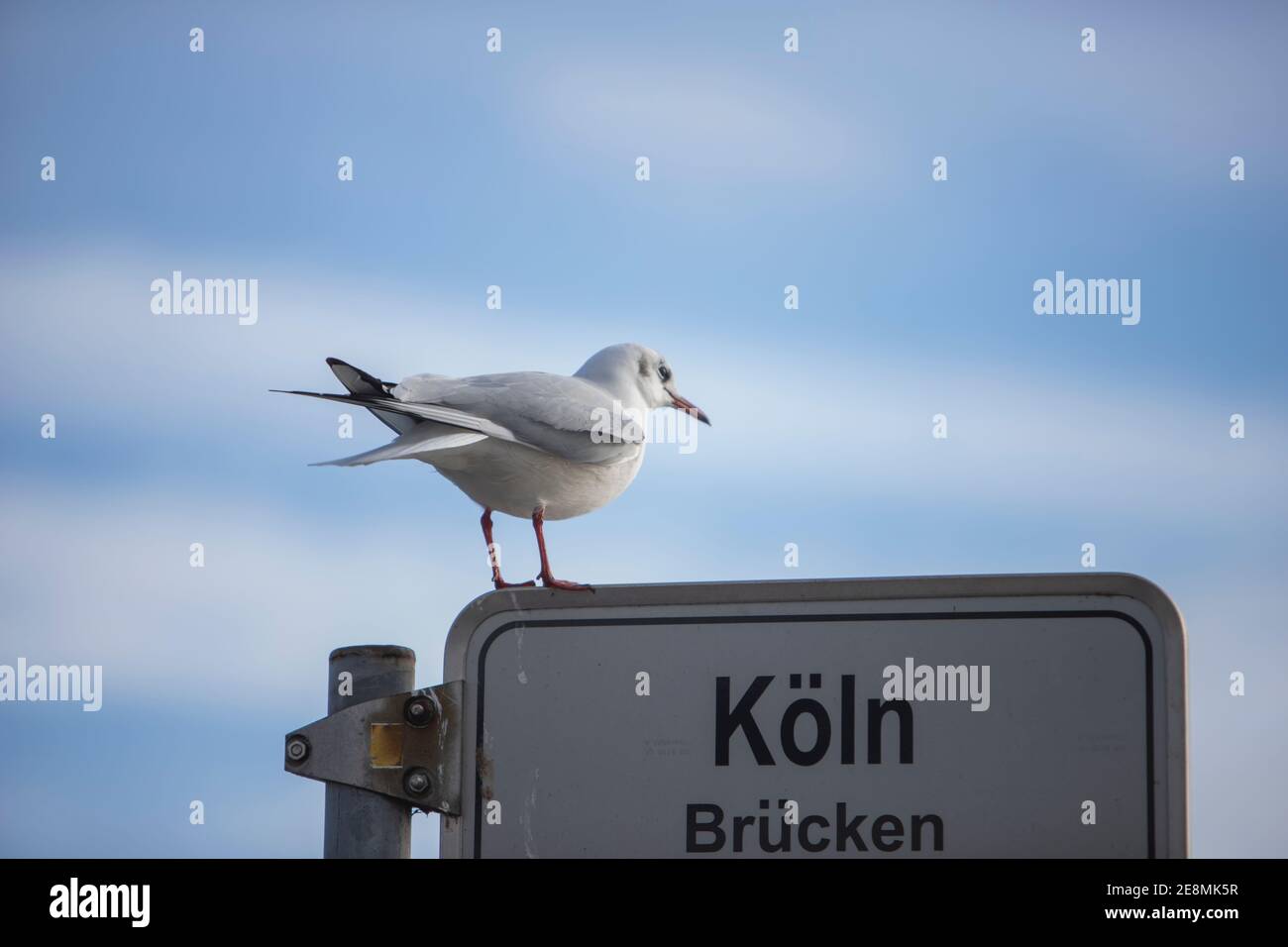 German Seagull High Resolution Stock Photography and Images - Alamy