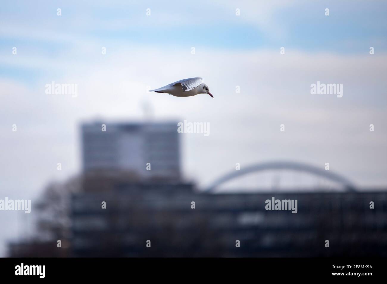 seagull flying over rhine river, bokeh background Stock Photo - Alamy