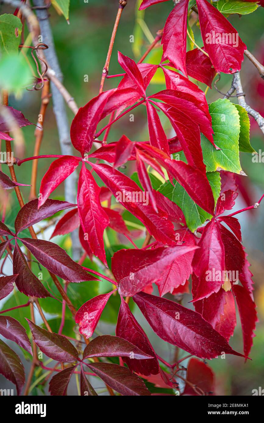 Beautiful red ivy like epiphyte leaves in the city park in Autumn ...