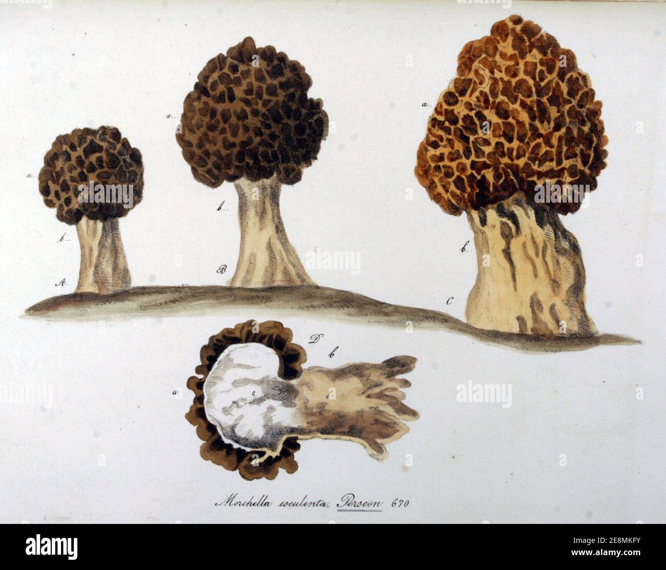 Morchella esculenta — Flora Batava — Volume v9 Stock Photo - Alamy