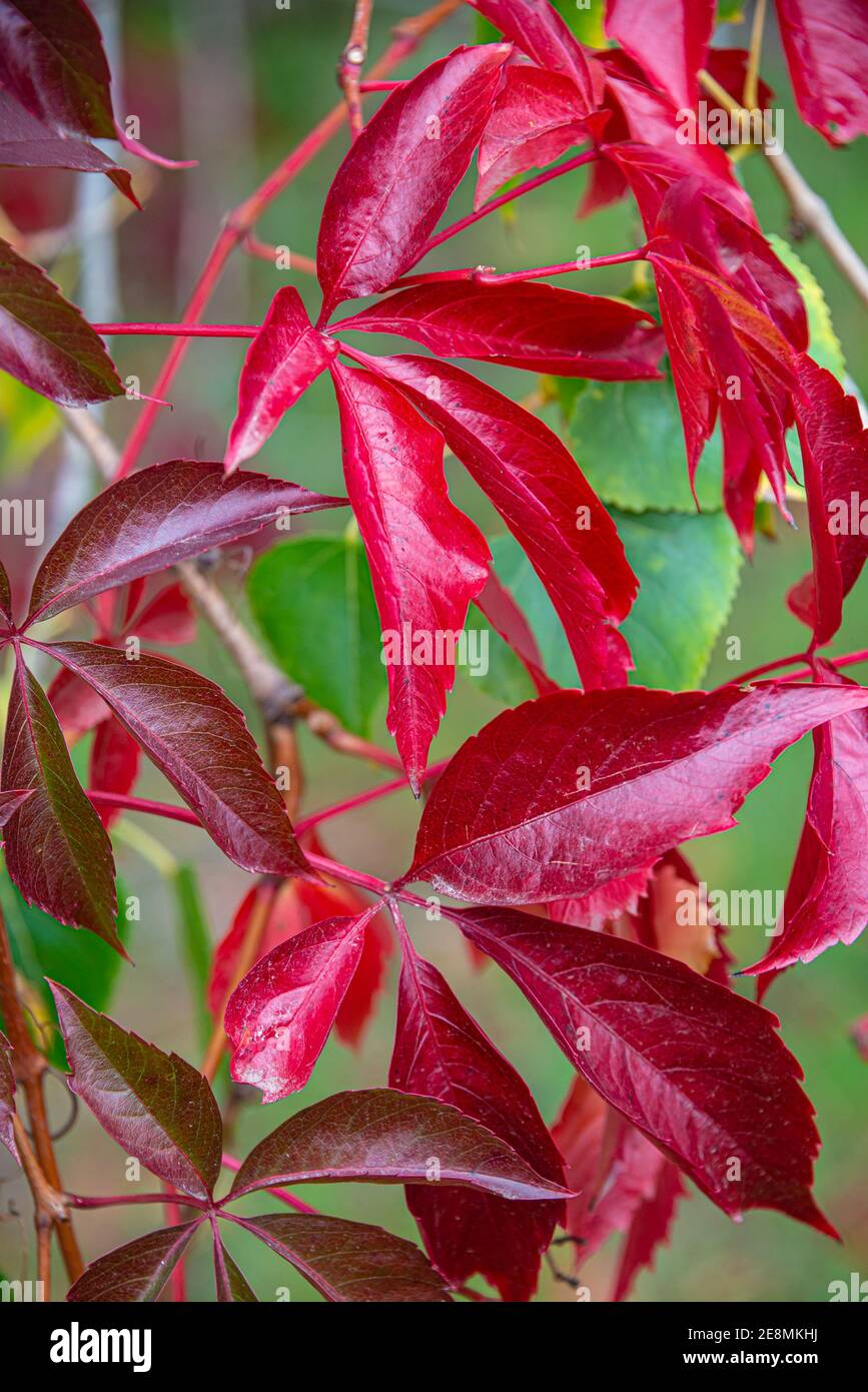 Beautiful red ivy like epiphyte leaves in the city park in Autumn ...