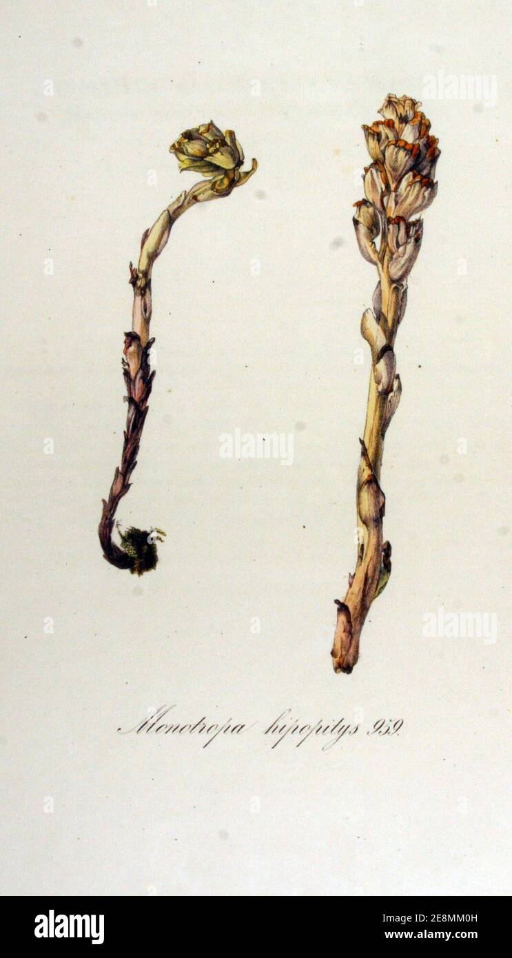 Monotropa hipopitys — Flora Batava — Volume v12 Stock Photo - Alamy