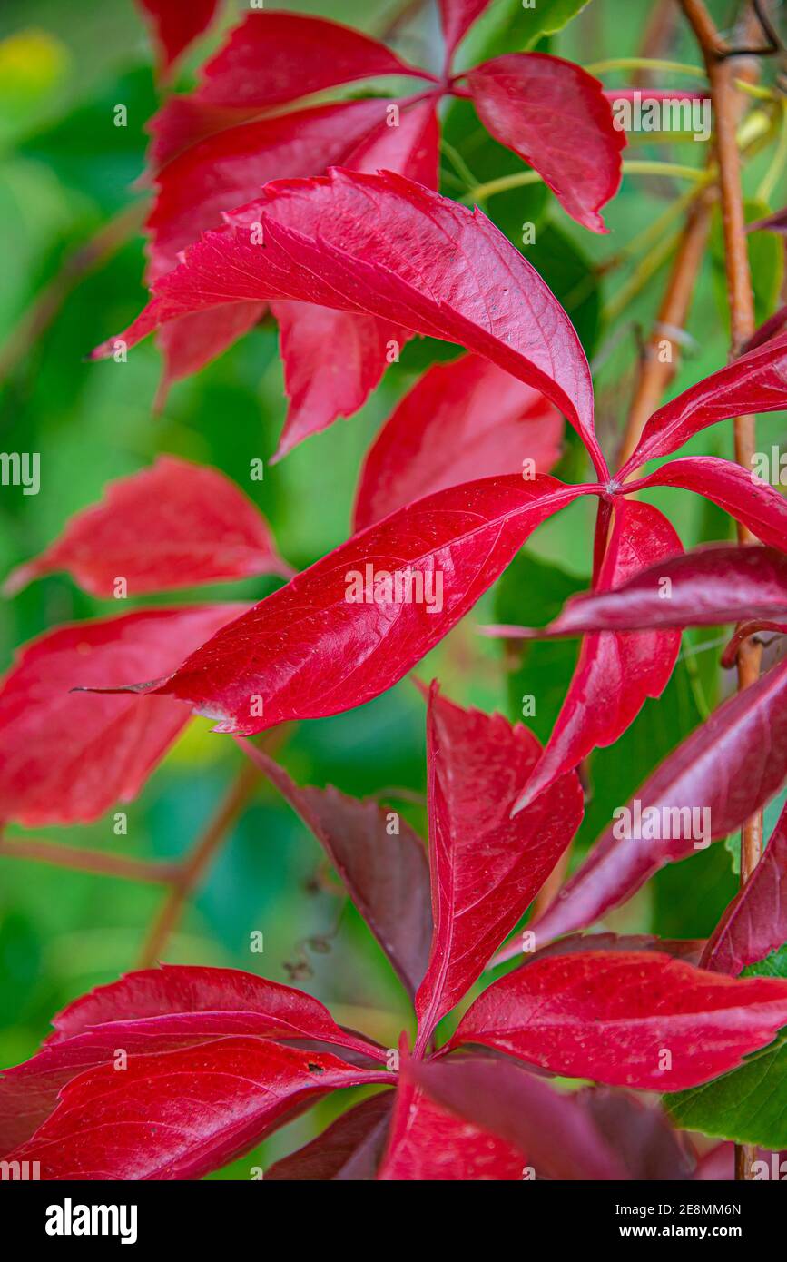 Beautiful red ivy like epiphyte leaves in the city park in Autumn ...