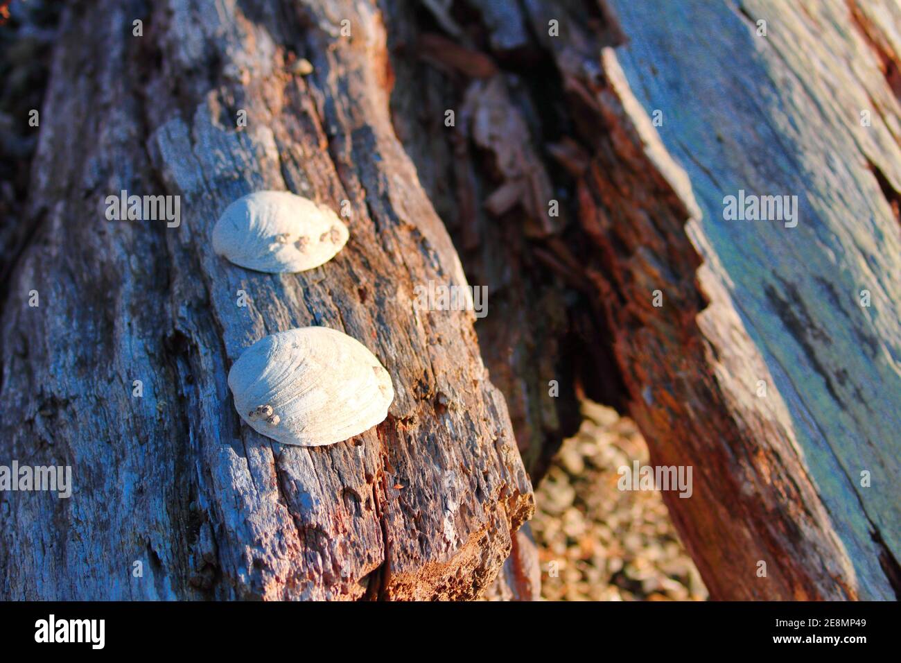 Two sea shells resting on a log Stock Photo - Alamy