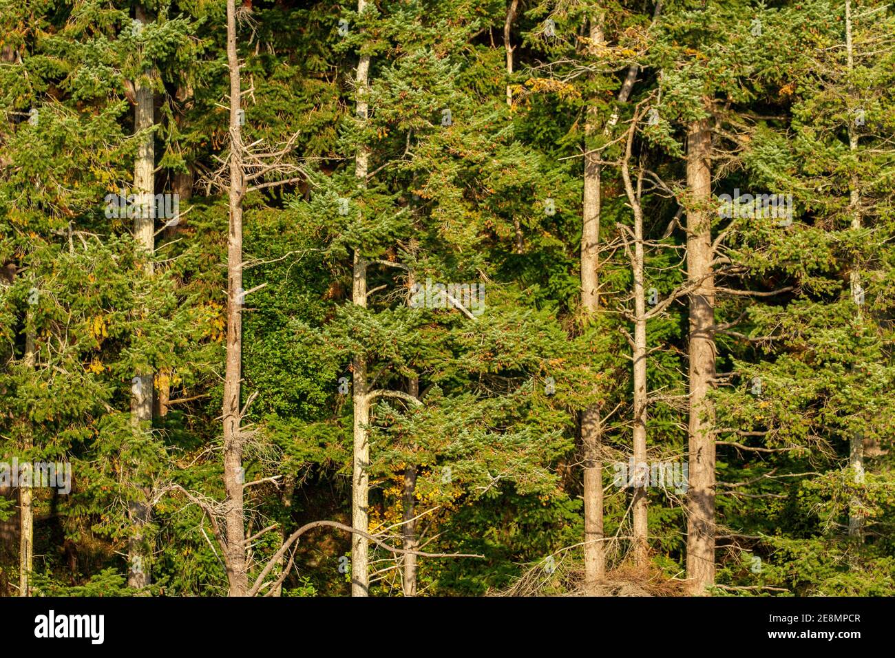 Pine trees of the Pacific Northwest, Washington State, USA Stock Photo ...