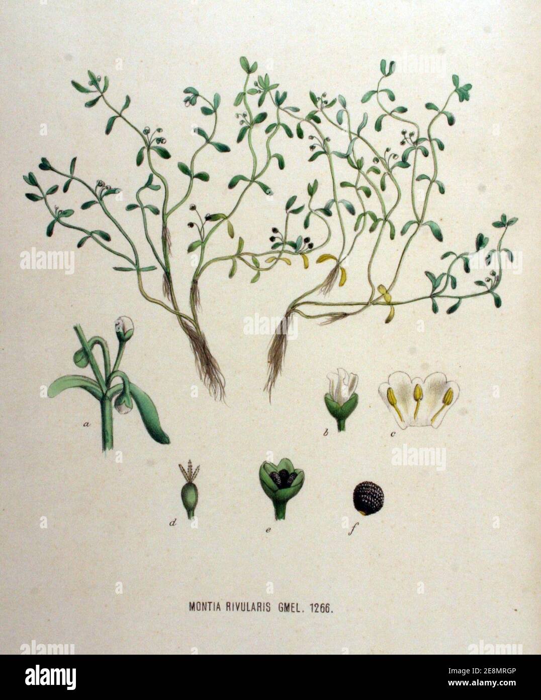 Montia rivularis — Flora Batava — Volume v16 Stock Photo - Alamy
