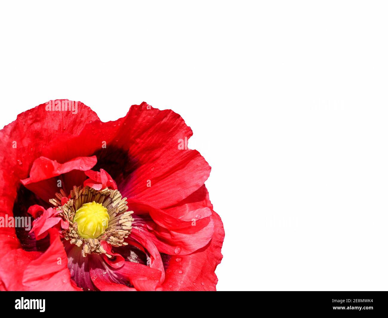 Close up of the flower of an opium poppy or "Papaver Somniferum ...