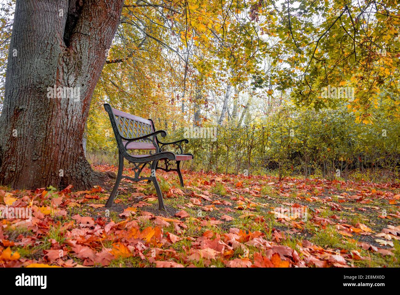 Lonely bench under old maple tree with fallen maple red and orange ...