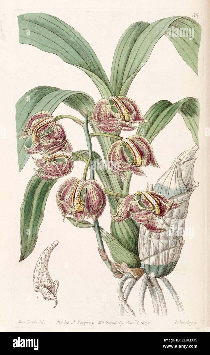 Mormodes hi-res stock photography and images - Alamy