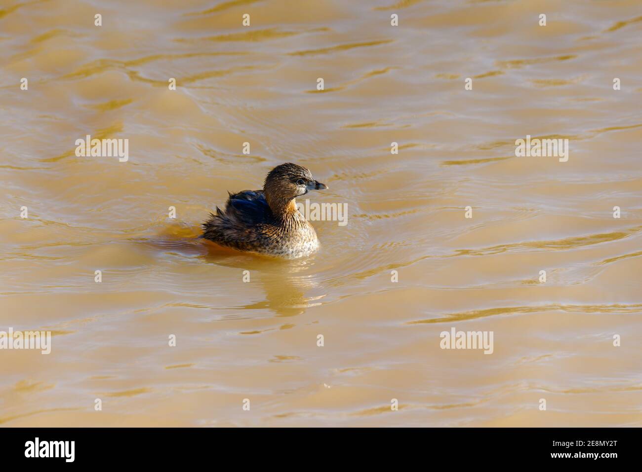 Duck floating on water, Oso Flaco Lake in Oceano, California Stock ...