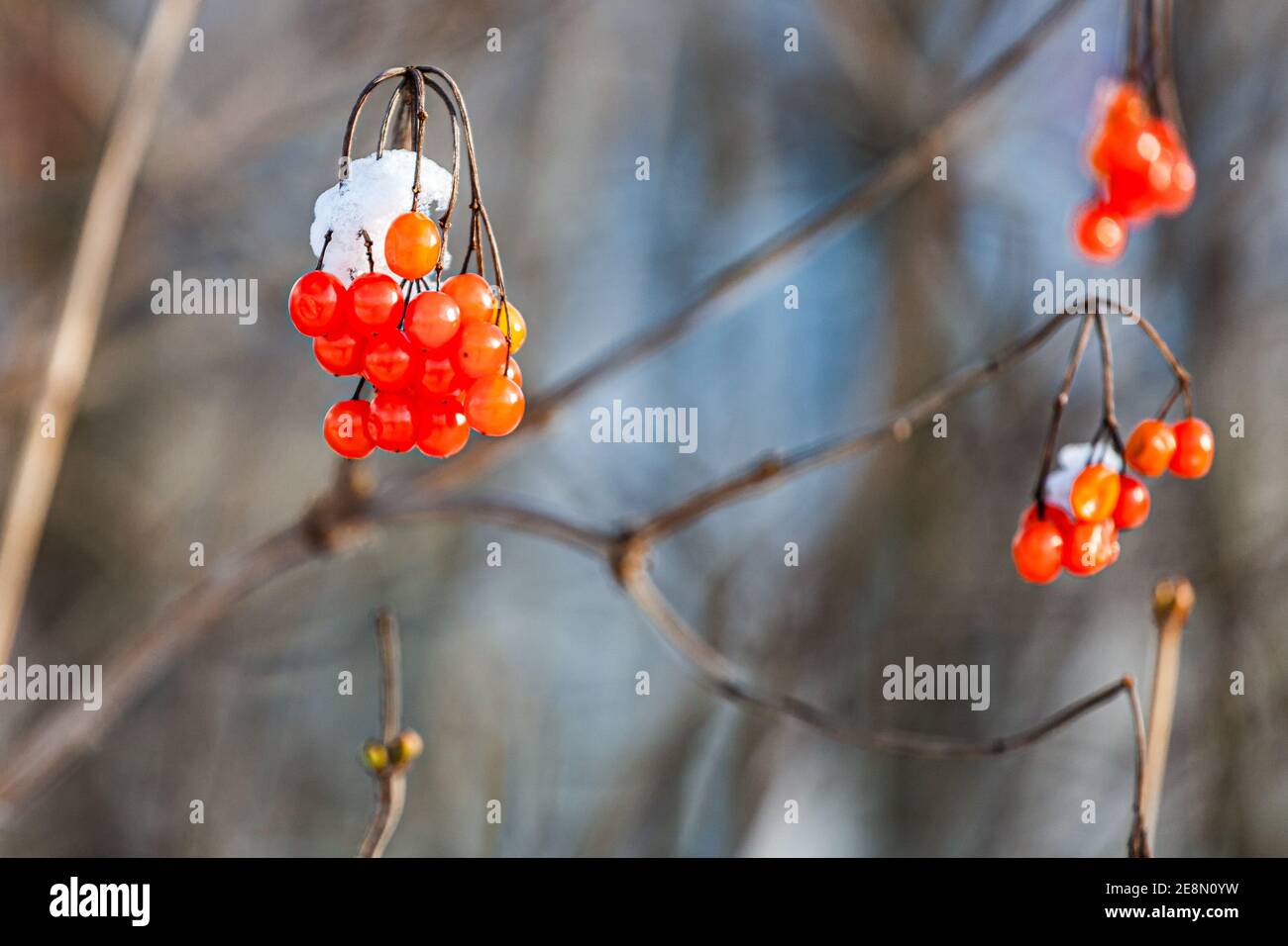 Orange fruit tree snow hi-res stock photography and images - Alamy