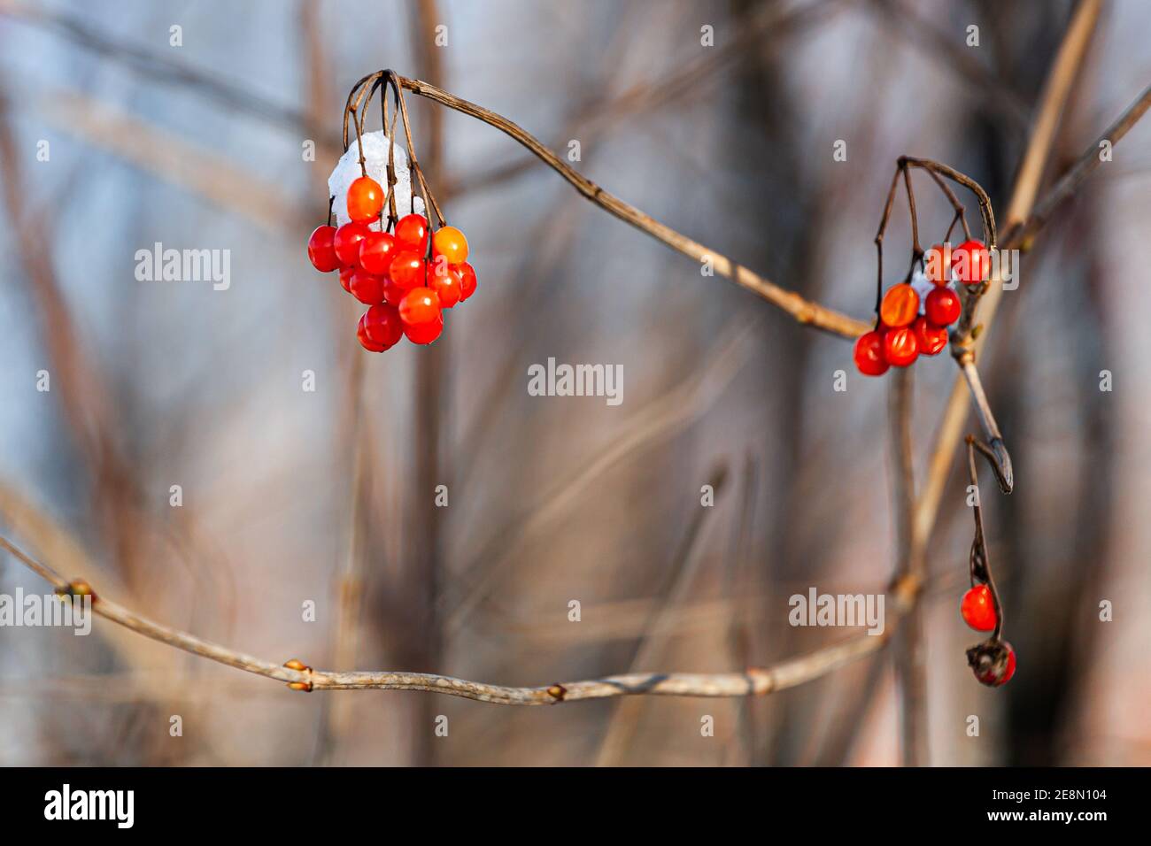 Small orange berries hi-res stock photography and images - Alamy