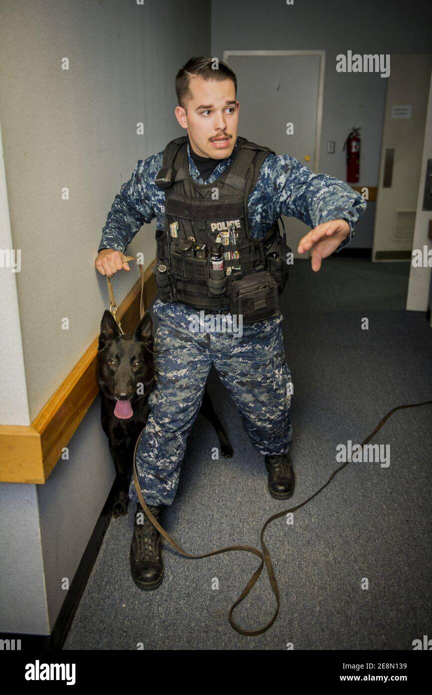 Military working dog building search training 131126 Stock Photo - Alamy