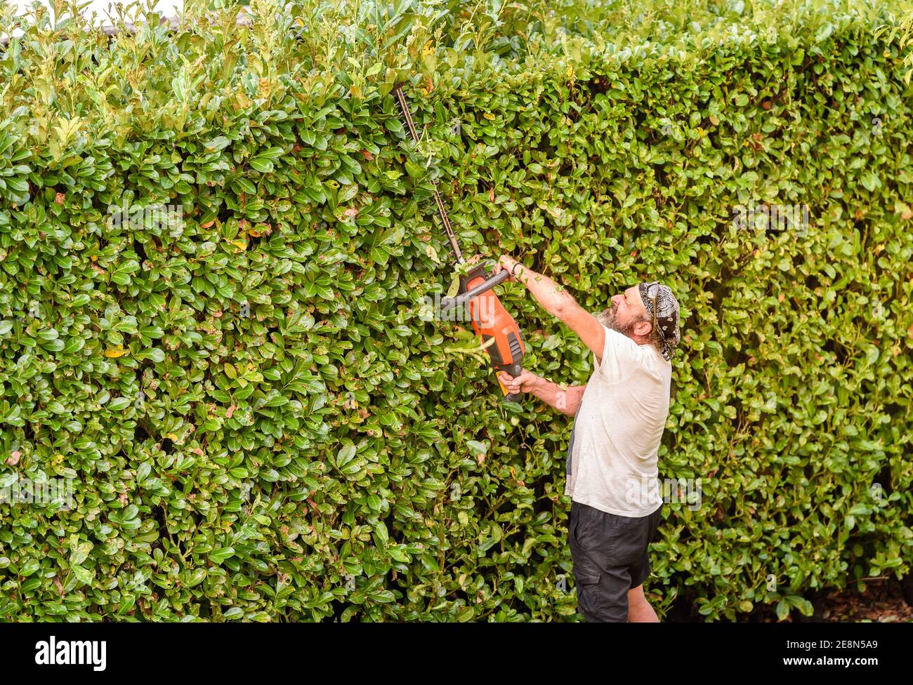 Professional Gardener cuts hedge with an electric hedge trimmer, autumn ...