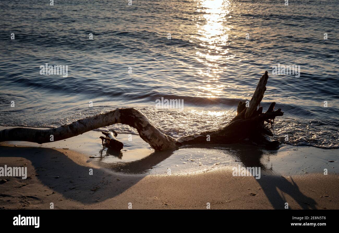 Tree Trunk On The Beach Stock Photo - Alamy