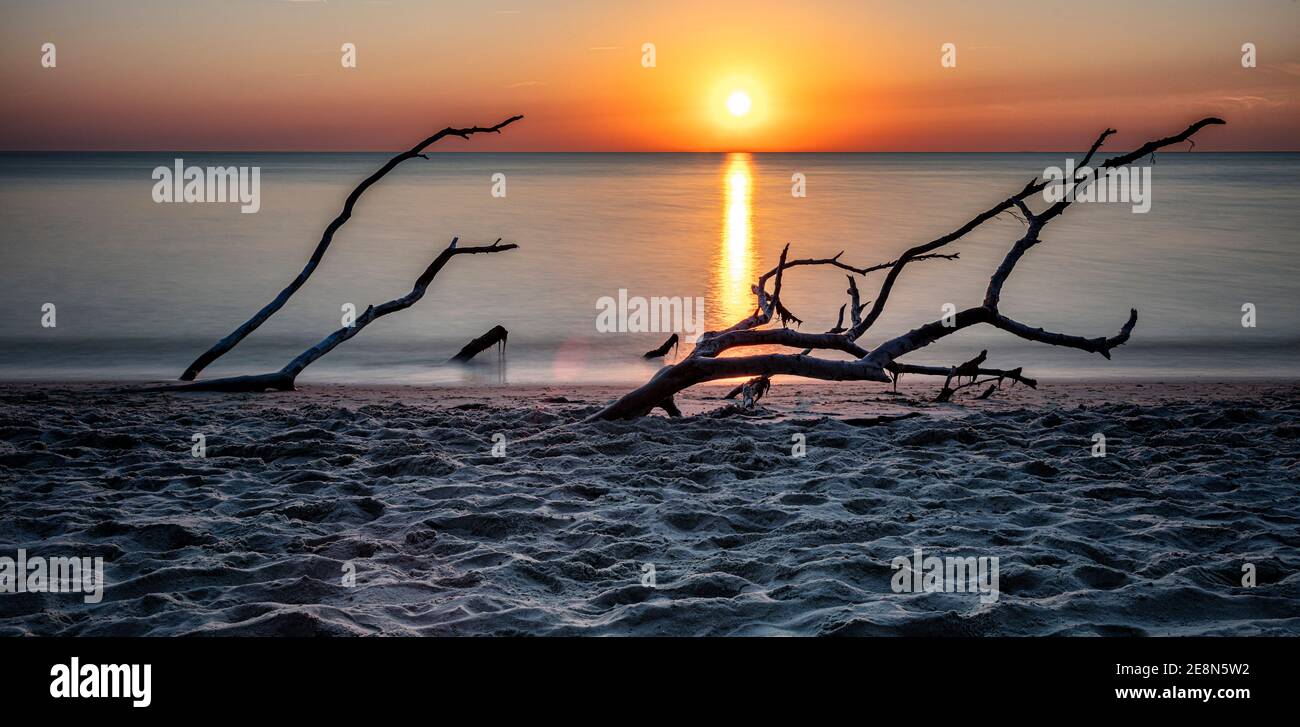 Tree Trunk On The Beach Stock Photo - Alamy