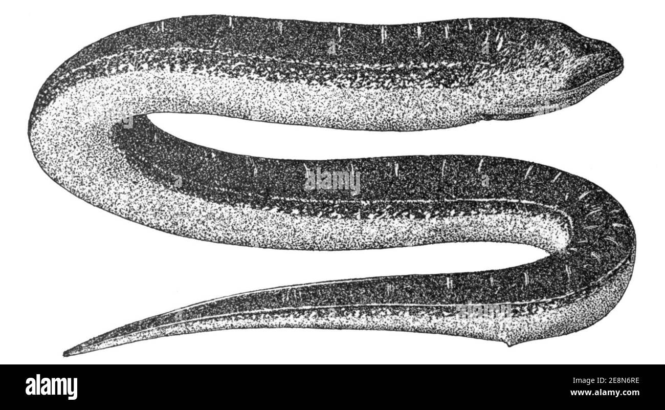 Monopterusalbus hi-res stock photography and images - Alamy