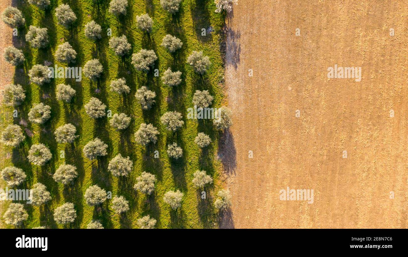Aerial view of olive trees forming a pattern of perpendicular lines and ...