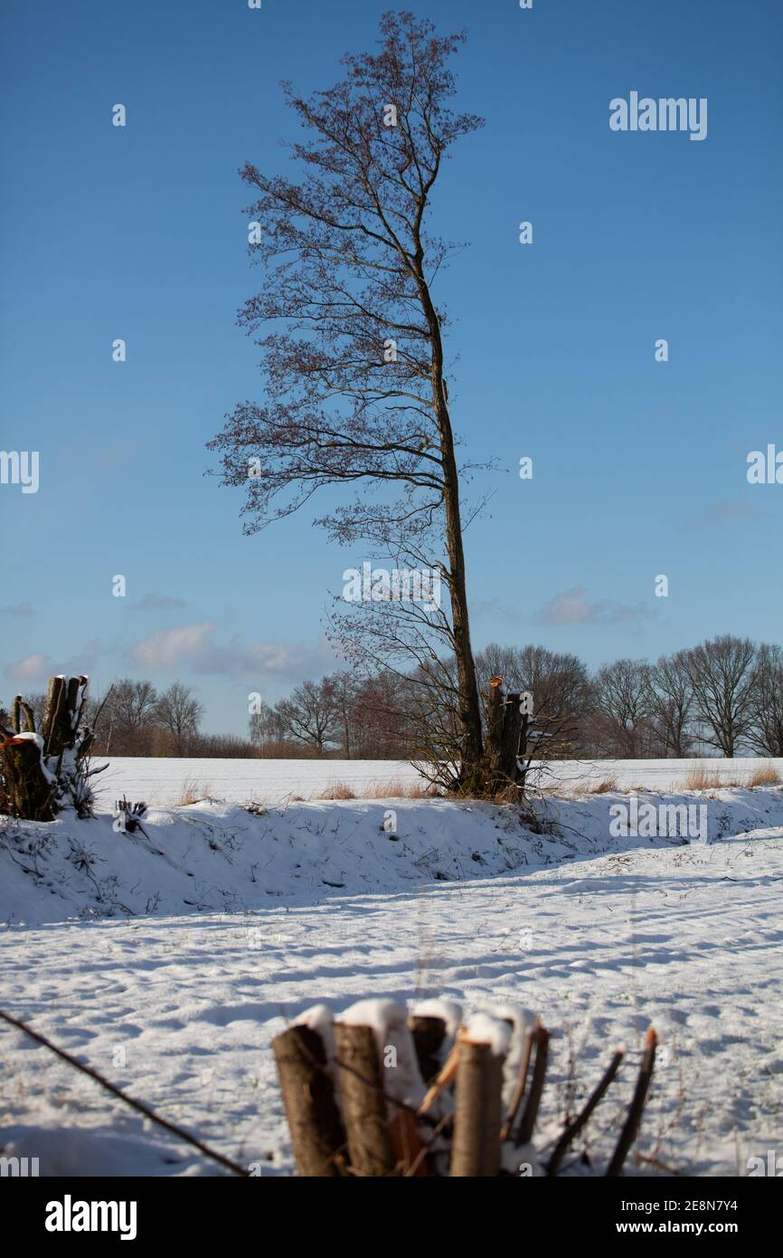 One sided tree in snow covered deserted landscape in northern germany ...