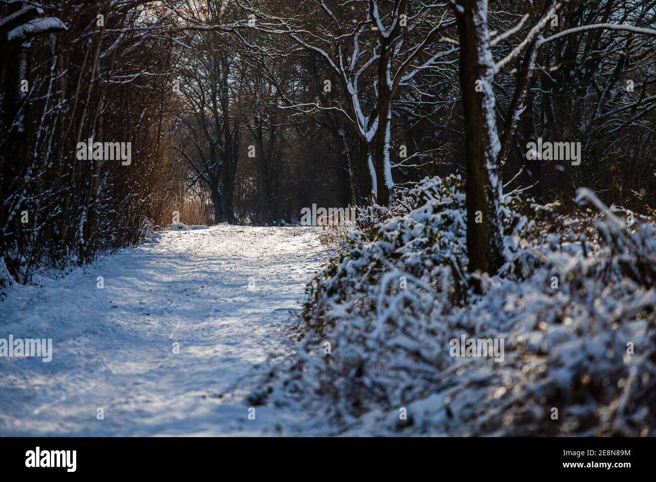 Frost covered path hi-res stock photography and images - Alamy