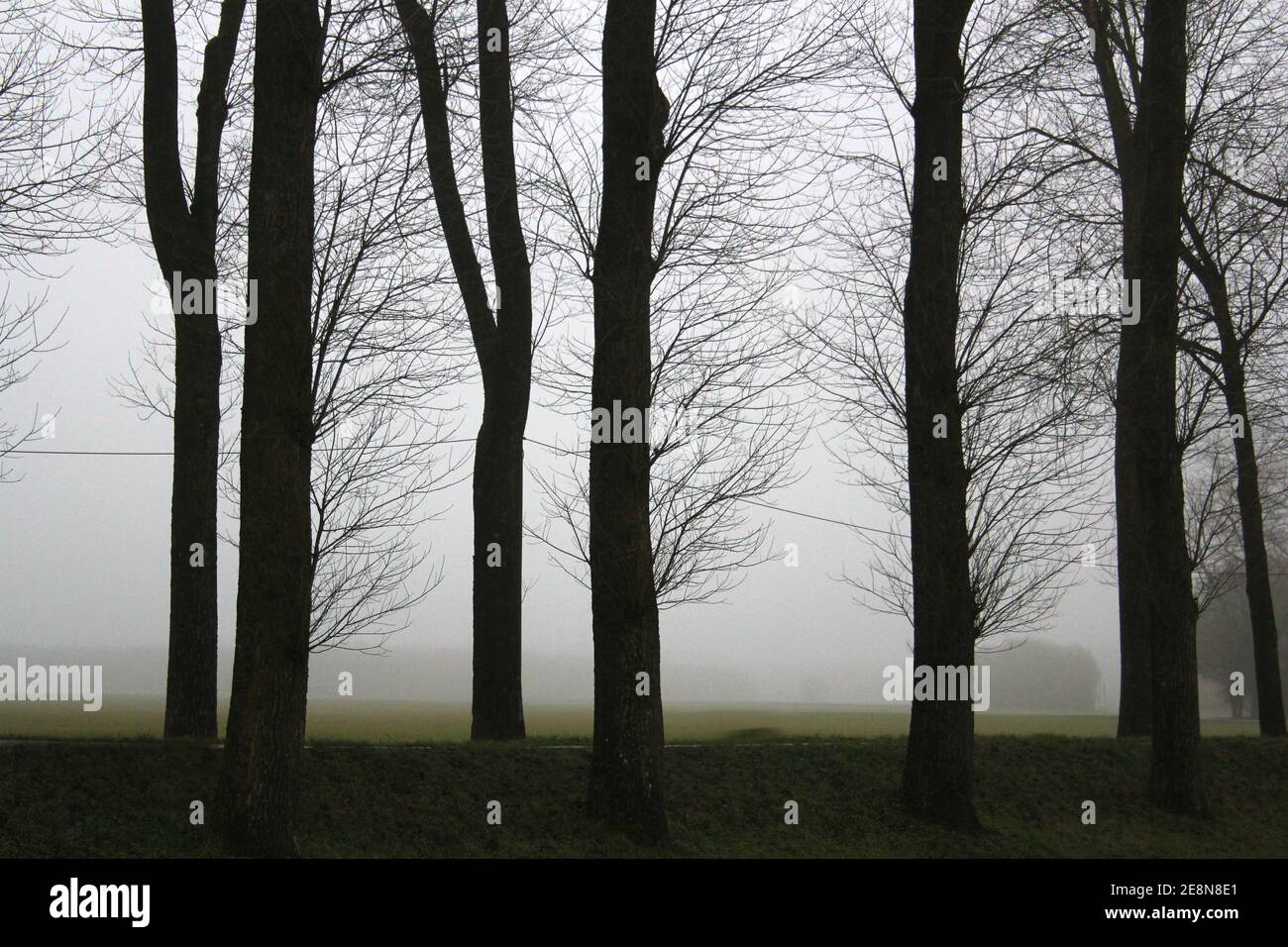 Fog And Trees Stock Photo - Alamy