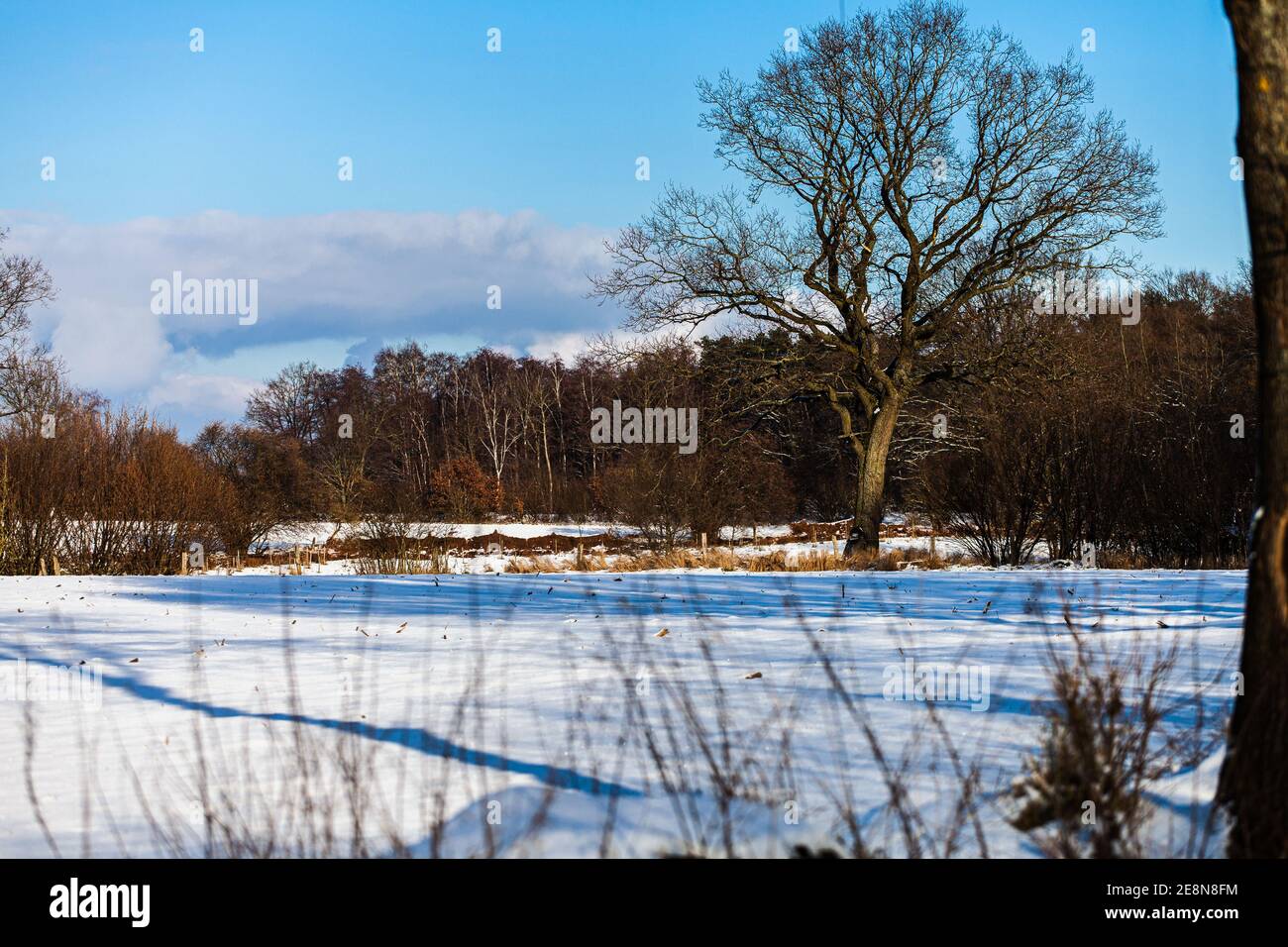 Snow covered deserted landscape in northern germany Stock Photo - Alamy