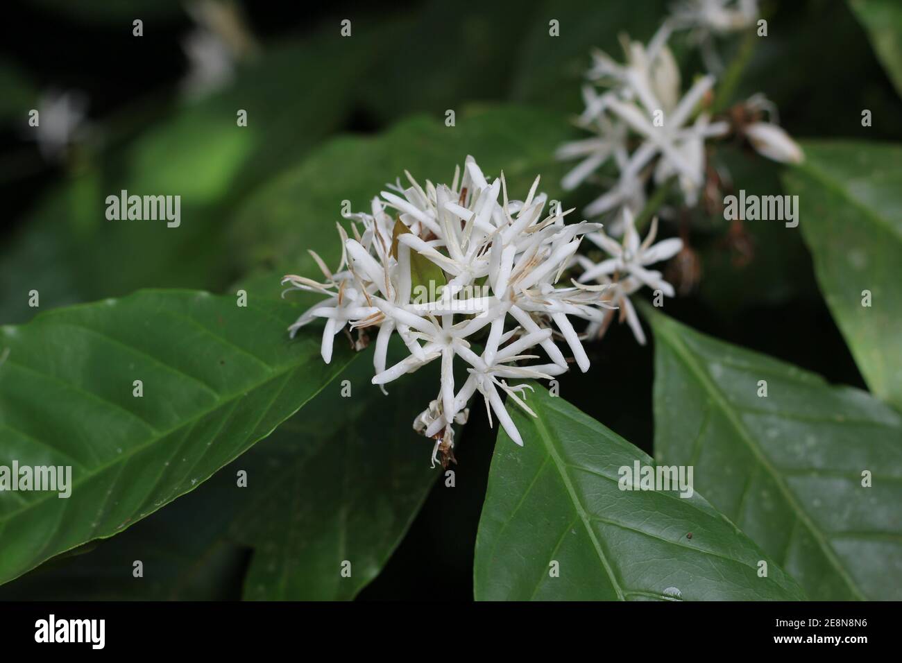 Coffee flowers hi-res stock photography and images - Alamy