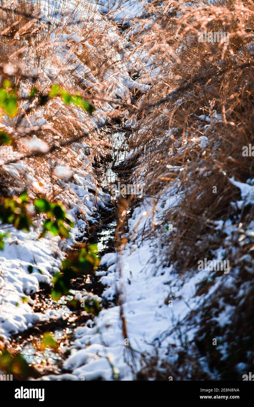 Dried out small river in the winter Stock Photo - Alamy