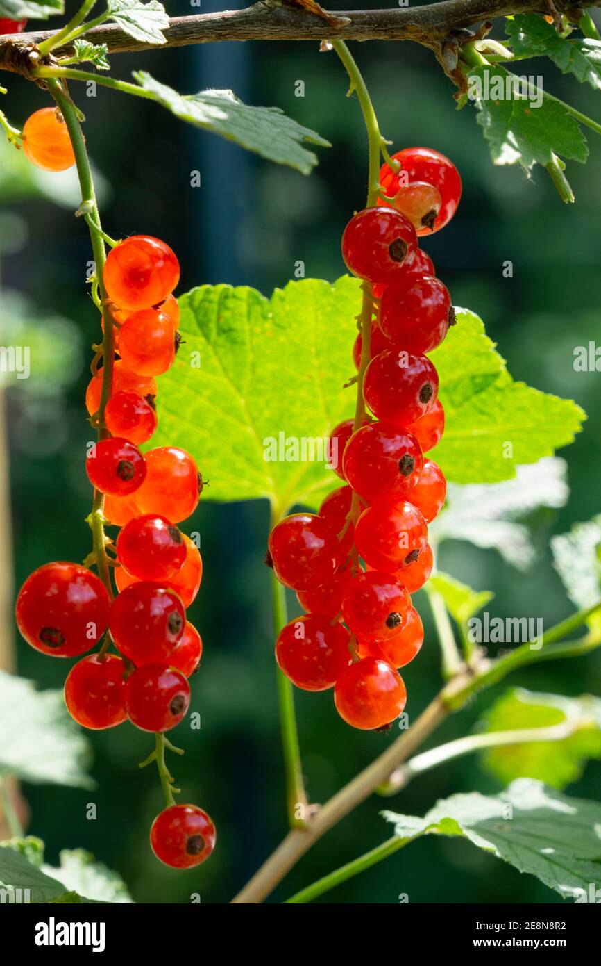 Fruit Of Red Currant At A Shrub Stock Photo - Alamy