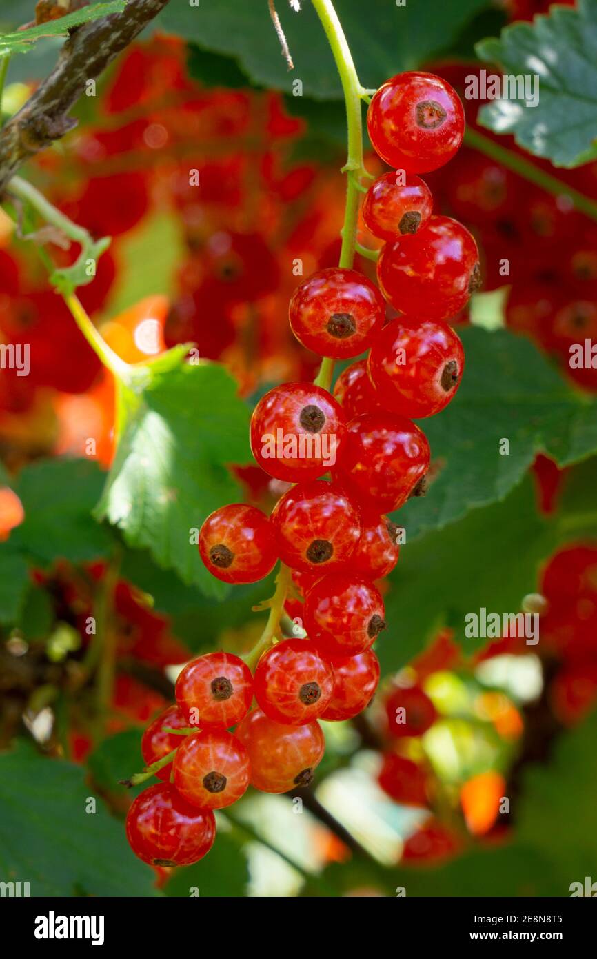 Fruit Of Red Currant At A Shrub Stock Photo - Alamy