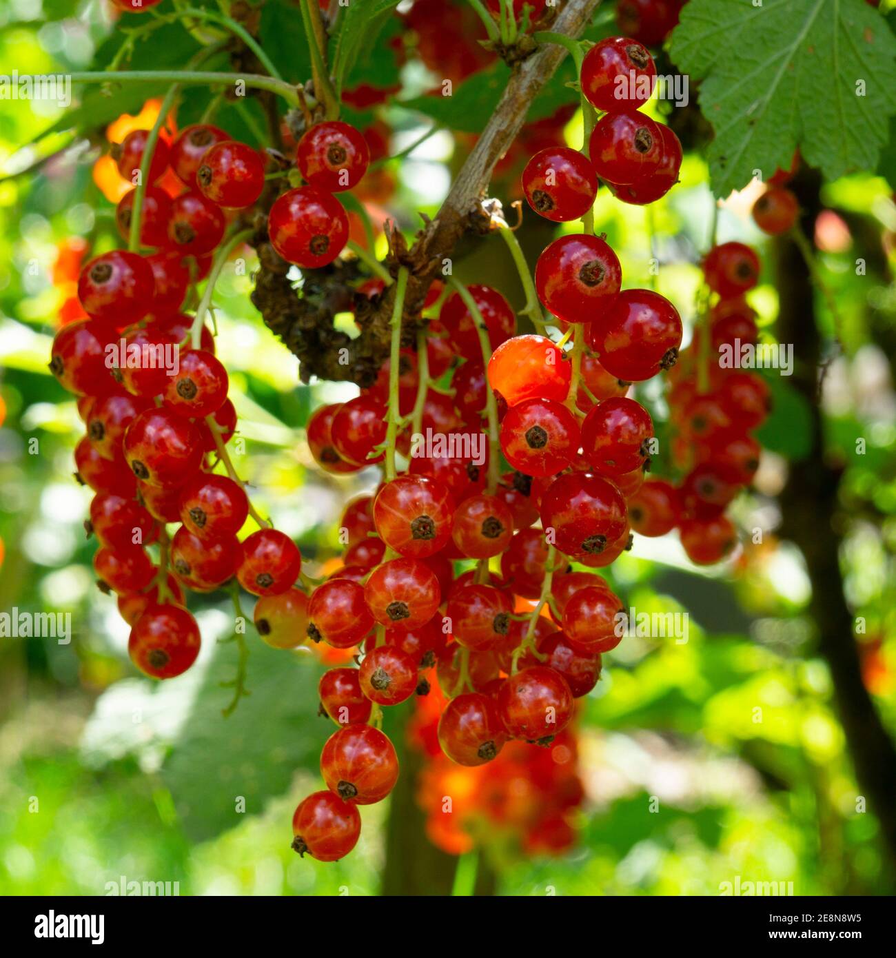 Fruit Of Red Currant At A Shrub Stock Photo - Alamy