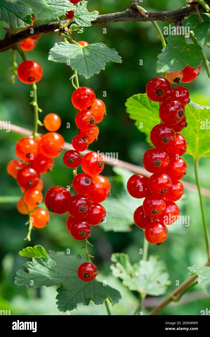Fruit Of Red Currant At A Shrub Stock Photo - Alamy