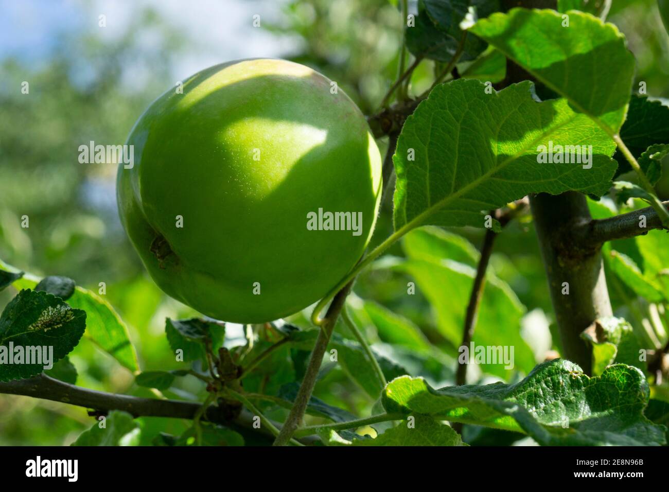 Apple At A Tree Stock Photo - Alamy