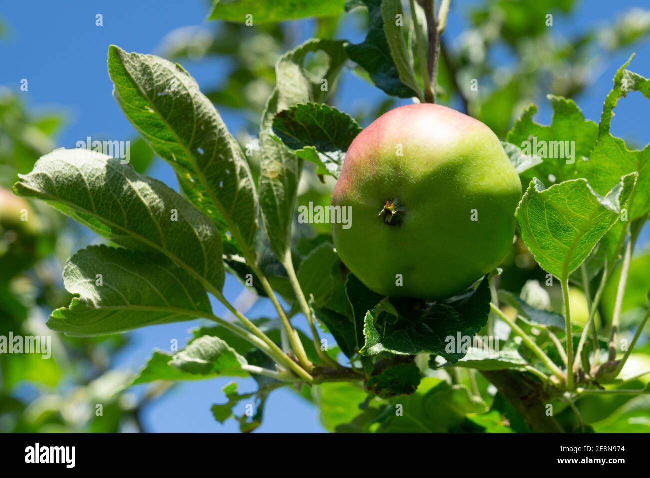 Apple At A Tree Stock Photo - Alamy