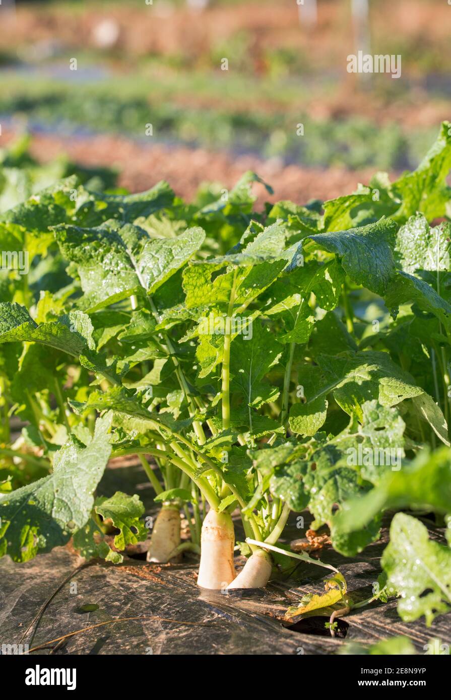 Planting white radish in a field Stock Photo - Alamy